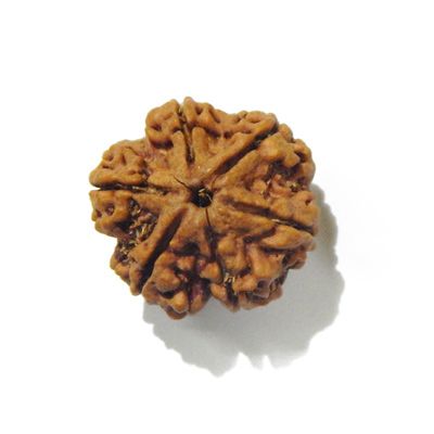 Products tagged with '6 mukhi rudraksha'. Omshri Siva : Geniune Super ...